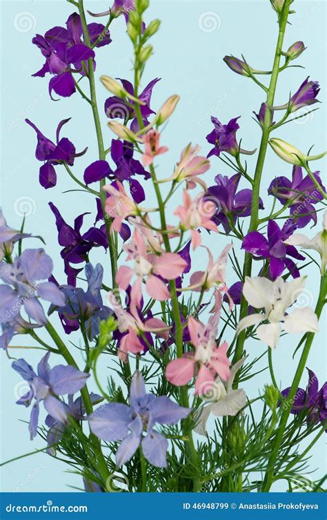 Delphinium Flowers Stock Image Image Of Background Beautiful 46948799