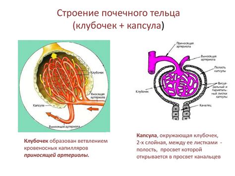 Анатомия и физиология мочевой системы презентация онлайн