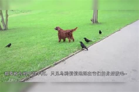 乌鸦到底有多爱揪尾巴毛？连国宝的毛都不放过，更别说猫猫狗狗了毛都连国宝尾巴