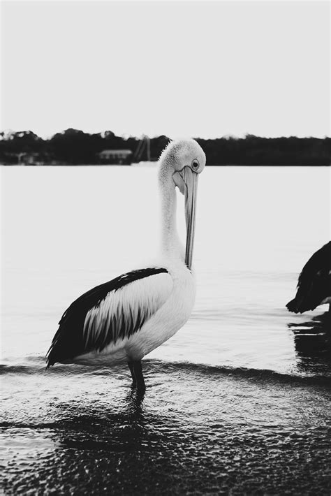Bird Side View Photos Download The Best Free Bird Side View Stock