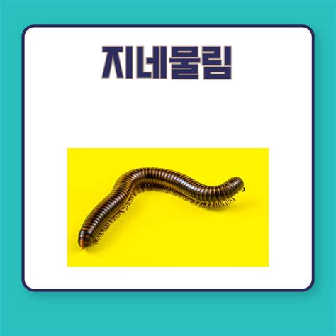 여름철 벌레에 물렸을때 지네물림 모기물림 대처법 치료법 알아보기