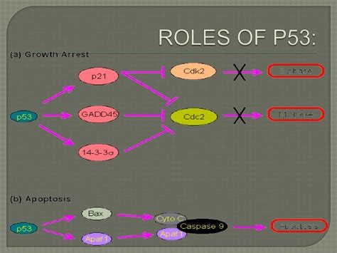 The Guardian Angel Of Genome P53 In Cancer Treatment