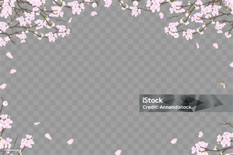 회색 투명 배경에 봄 벚꽃 프레임 테두리벡터 일러스트 레이 션 분기 떨어지는 꽃잎과 봄철에 피는 분홍색 벚꽃 꽃 봄 또는 여름 판매를위한 배경 배너 벚꽃에 대한 스톡 벡터