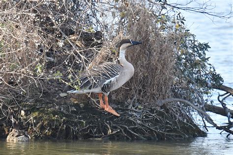 サカツラガン 2019 01 07 日本の野鳥識別図鑑