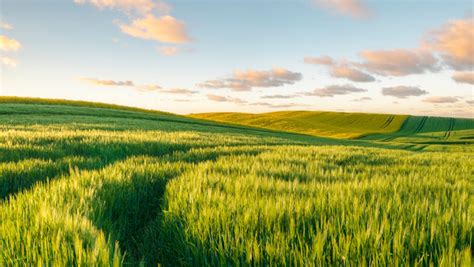 Nitrogen Fertiliser Production Outstrips Global Needs And Exceeds