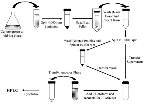 Diagrammatic Representation Of The Extraction Protocol Cells Are Download Scientific Diagram