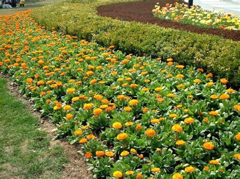 金盏菊冬天可以开花吗金盏菊怎么养护 花海建设 长景园林网