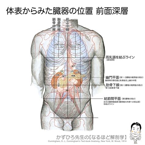 体表からみた臓器の位置 前面深層 体表解剖大切だと思います とくにお腹に施術をするときには中の構造がイメージできるかどうかで触れ方の