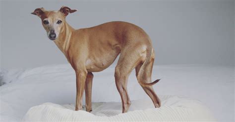 5 Gründe warum du mit deinem Smartphone Fotos von deinem Hund machen