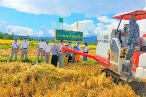 မိုင်းယောင်း၌ ဆင်းဧကရီ တစ်ဧကစံပြကွက် ရိတ်သိမ်း Information And Public