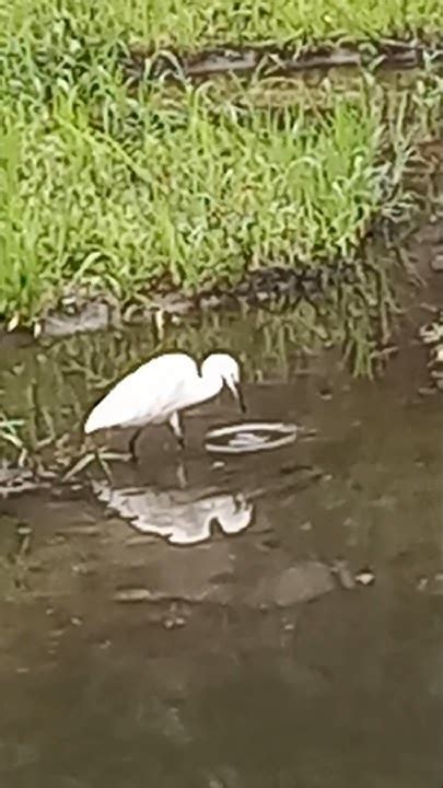 백로 먹잇감 탐색 중 포획 성공하는 백로 Youtube