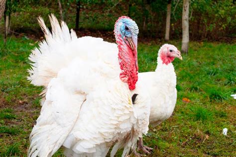 En Pensilvania Acusan A Granja Por Crueldad Contra Pavos Impacto