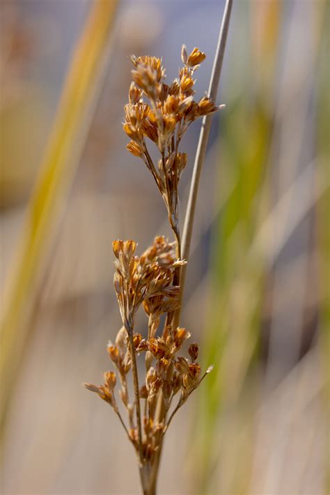 Juncus Occidentalis The Watershed Nursery Cooperative