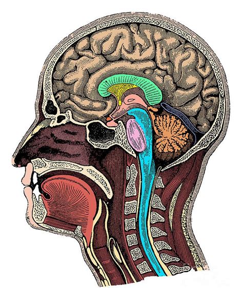 Head Inside Brain Anatomy Body Anatomy Human Head
