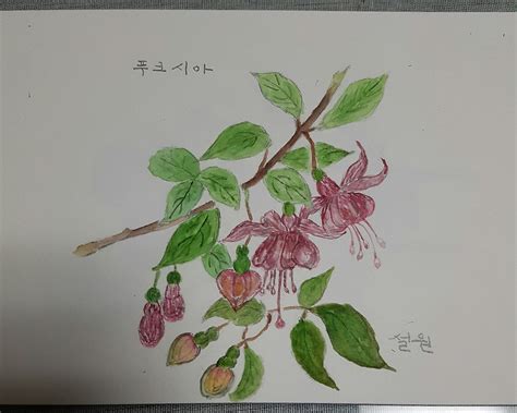 푸크시아