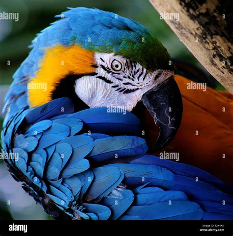 Zahme aras Fotos und Bildmaterial in hoher Auflösung Alamy