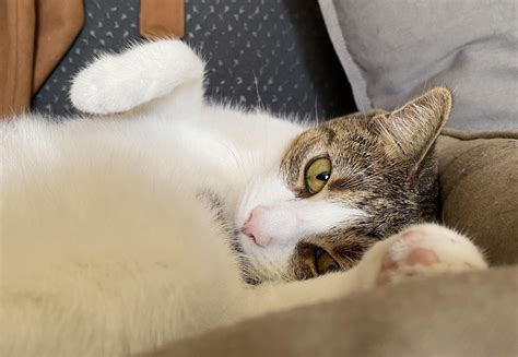 There Is No Such Thing As A Perfect Cat Pi Rsupermodelcats