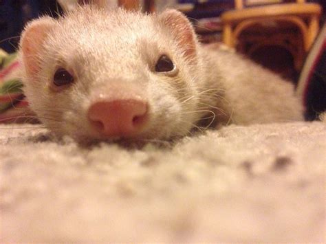 Love Her Pink Nose Scrolller