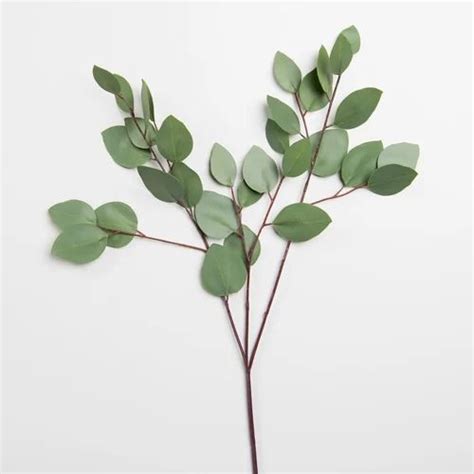 Eucalyptus Leaf Extract At ₹ 650 Kg Mullein Leaf Extract In Mumbai