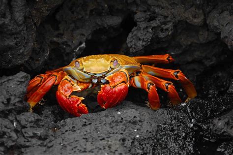 How To Make Hermit Crab Food Pet Food Guide