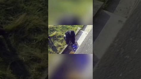 Мальчик упал в вольер с гориллами Youtube