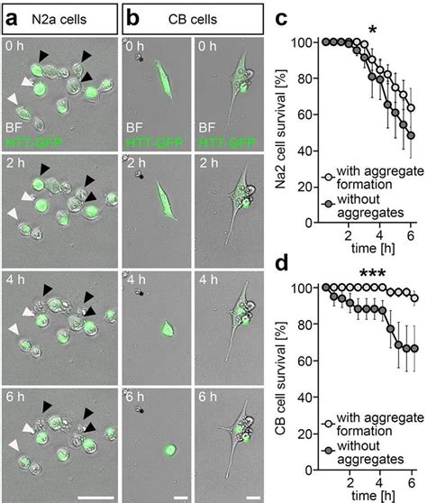 Aggregate Formation Of Mutant Huntingtin Htt Was Found To Be Linked