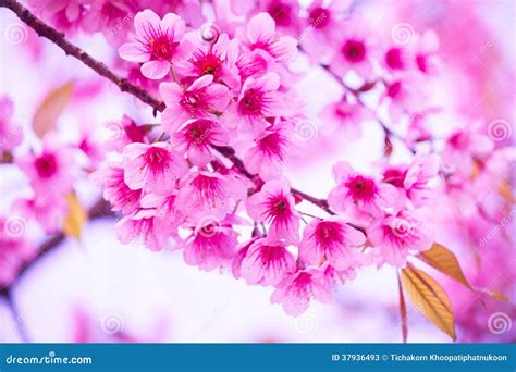 Cherry Blossom 库存图片 图片 包括有 横向 叶子 室外 公园 日本 草坪 背包 37936493