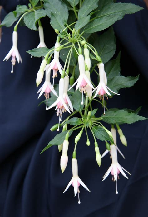 Marina Kelly | Deutsche Fuchsiengesellschaft e.V.