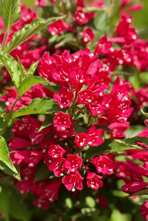 Stunning Red Flowering Trees To Transform Your Garden Oasis