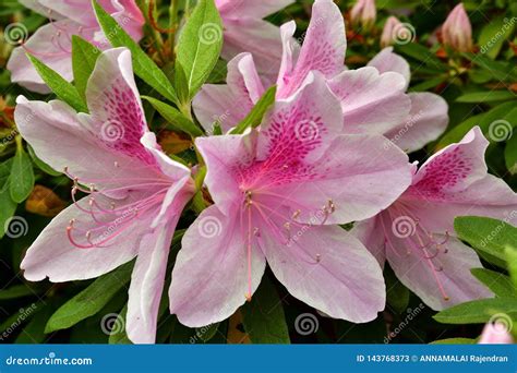 Blossomed Pink Lily Stock Image Image Of Love Blur 143768373