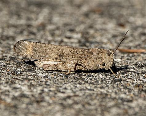Grasshopper BugGuide Net