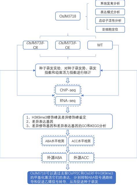喜讯ChIP seq再立功组蛋白去甲基化酶在水稻种子的表观调控机制见刊The Plant Journal 知乎