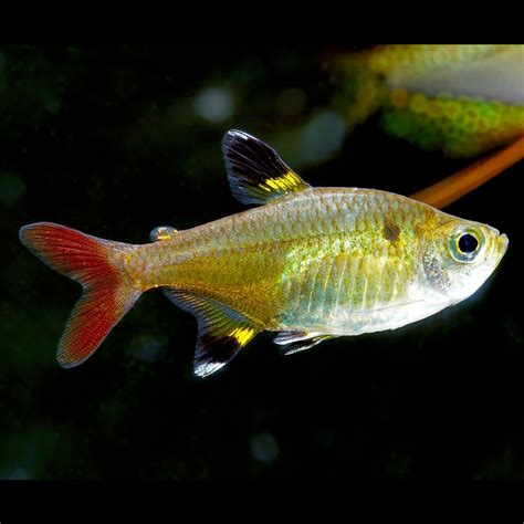 Pristella X Ray Tetra Planted Tank Mates