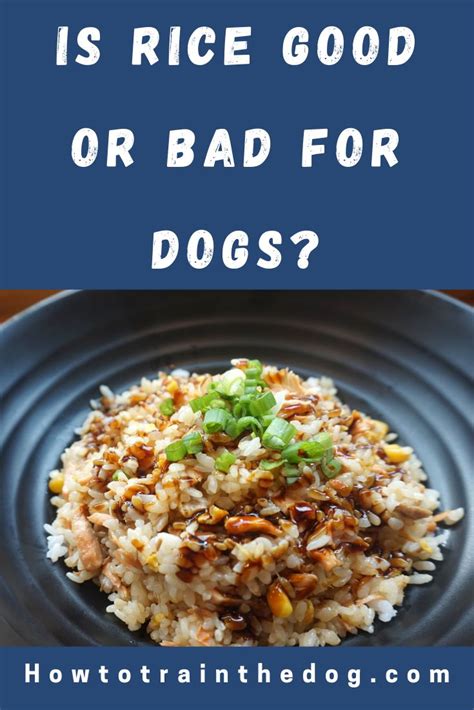 Can Dogs Eat Rice Is It Good And Safe Or Bad For Them