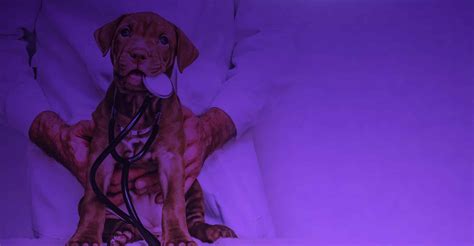 Postdoctoral In Animal Science Aiu Online Degree Programs