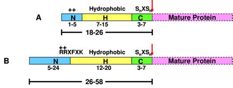 Domain Structure Of The Signal Sequence Of Precursor Proteins Fekkes