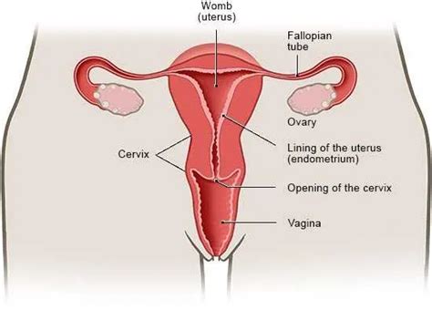 Htmlh2why The Ferrules Matter For Assembly And Stabilityh2 Pferrules