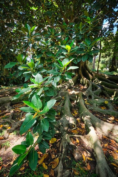 Ficus Macrophylla Trunk And Roots Close Up Stock Image Image Of Summer Park 282354399