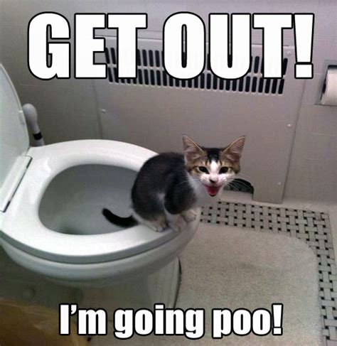 Get Out Im Going Poo Cat Meme Malware Removal Software