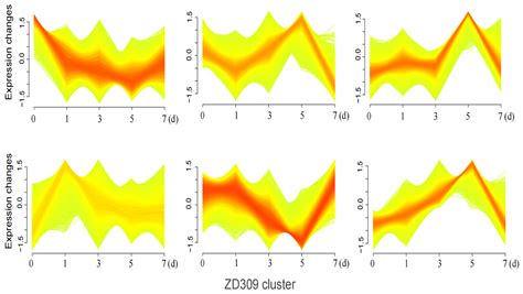 Transcriptomic Analysis Of Leaves From Two Maize Hybrids Under Heat