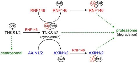Model Of RNF Activity That Leads To Degradation Of Tankyrase Axin