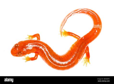 Blue Ridge Spring Salamander Hi Res Stock Photography And Images Alamy