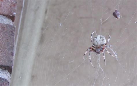 Cute Lil Orb Weaver Protecting Our House From Bugs Rspiders