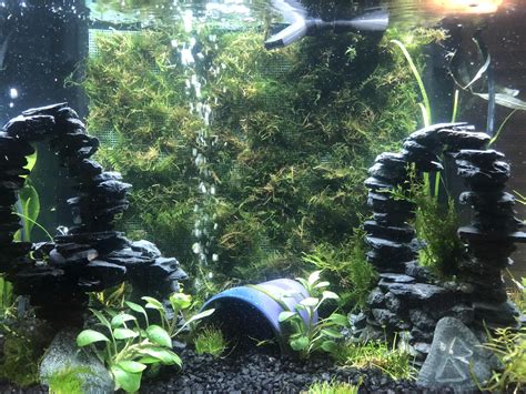 new skill unlocked moss embroidery r aquariums