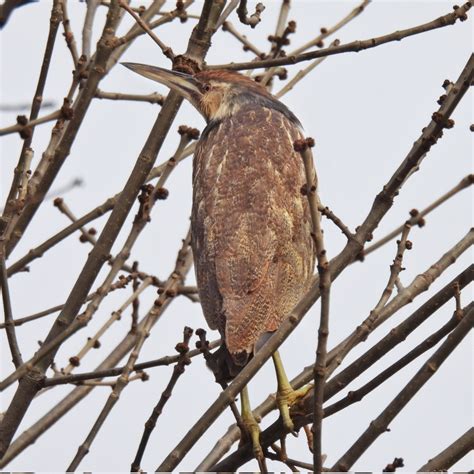 Manhattan Bird Alert