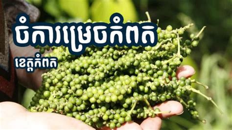 ចំការម្រេចកំពត ខេត្តកំពត Tnaot