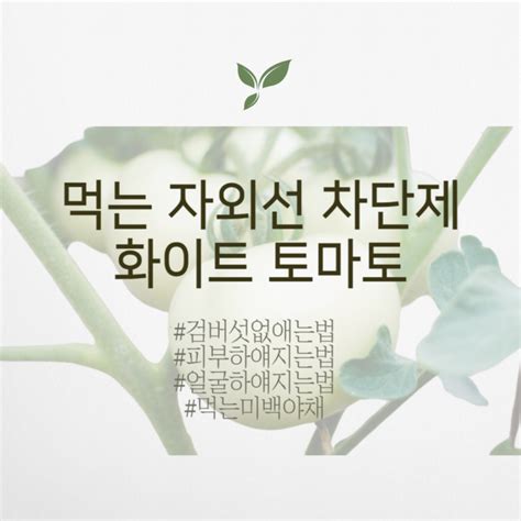 화이트 토마토 글루타치온 영양제 검버섯 없애고 피부 미백에 좋은 먹는 자외선 차단제 네이버 블로그