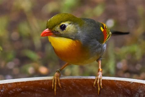 小鸟摄影图片免费下载 精品小鸟摄影图素材大全 熊猫办公