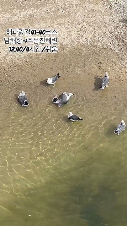 해파랑길41 40코스 남해항 주문진해변12404시간쉬움 주문진해변으로 가는길에 갈매기 노는모습에 빠져 Youtube
