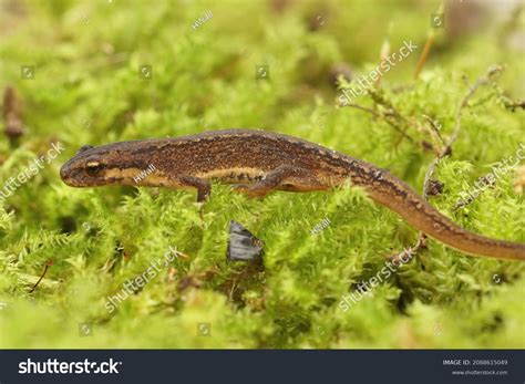 Adult Newt Over 429 Royalty Free Licensable Stock Photos Shutterstock